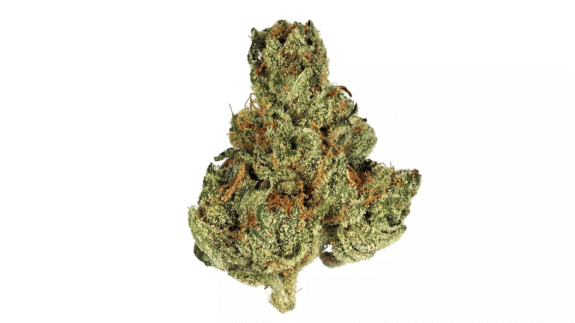 Tropicana Banana Strain | Hamilton’s Bud & Bloom